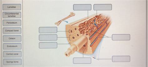 Solved Lamellae Circumferential Lamellae Periosteum Compact