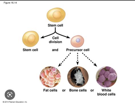 Ap Biology Chapter 16 Flashcards Quizlet