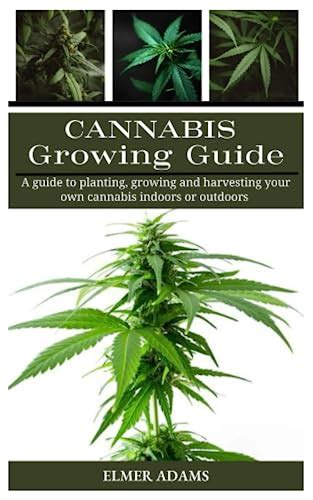 Cannabis Growing Guide A Guide To Planting Growing And Harvesting