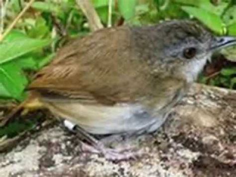 Mengenal Burung Pelanduk Semak YouTube