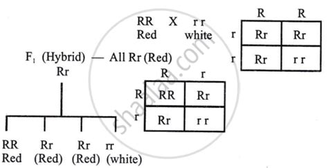 Make A Punnett Square And Find Out The Genotypic And Phenotypic Ratios