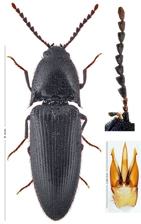 Réf 154169 INSECTA Coleoptera Elateridae Ampedus Ampedus