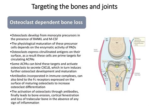 The Immunopathogenesis Of Seropositive Rheumatoid Arthritis Ppt