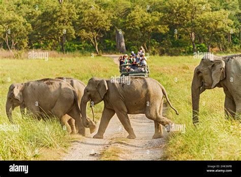 Tourists Watching Asian Elephants Corbett National Park India Stock