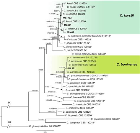 A Bayesian Inference Phylogenetic Tree Of The C Boninense Species
