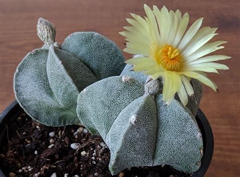 Astrophytum Myriostigma Cuidados Cultivo Y Reproducción