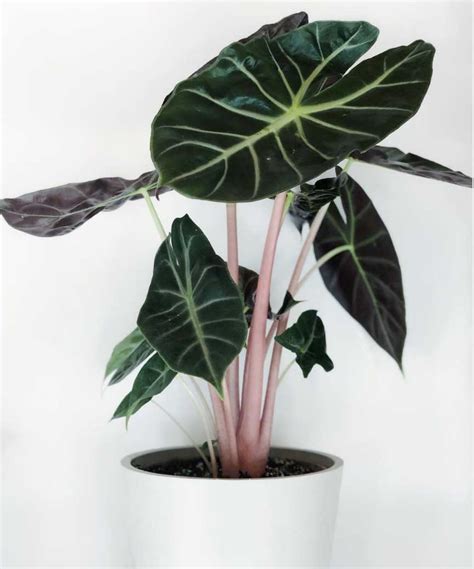 粉龙海芋 粉龙海芋养护 大山谷图库