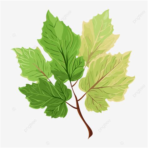 樹葉 向量 貼紙剪貼畫一棵樹的葉子孤立白色背景卡通 貼紙 剪貼畫向量圖案素材免費下載，png，eps和ai素材下載 Pngtree