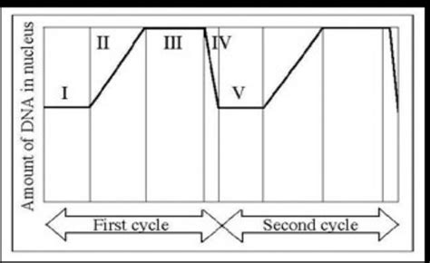 Mitosis Promoting Factor Flashcards Quizlet