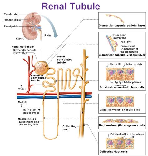 Proximal Convoluted Tubule Diagram Histology Tubules Urinary