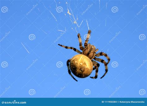 A Small Spider Weaving A Web To Trap Insects Royalty Free Stock