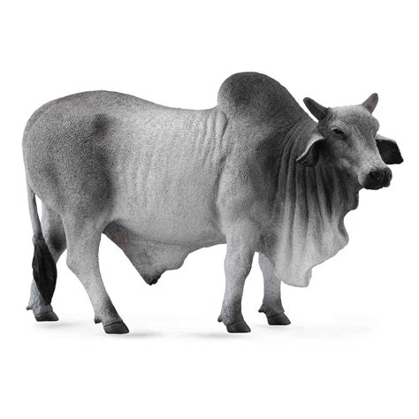 Collecta Bradley The Brahman Bull Grey The Creative Toy Shop