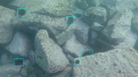基于pytorch的efficientdet进行水下目标检测 Csdn博客
