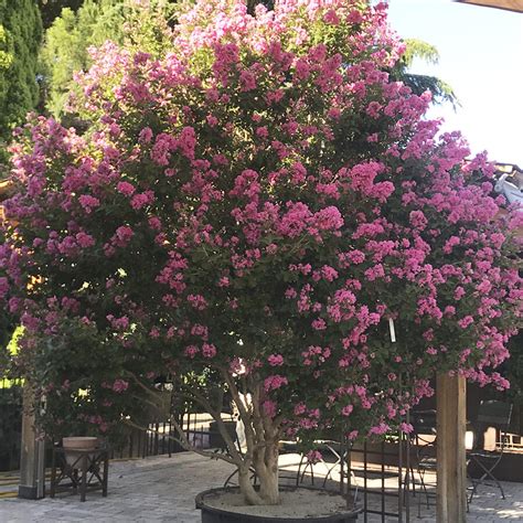 Árbol de Júpiter características cuidados y precios en el mercado