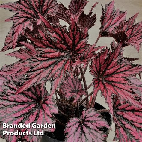 Begonia Merry Maker Dobies