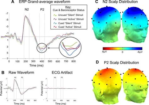 Grand Average Waveforms Of The Event Related Potentials Evoked By Download Scientific Diagram
