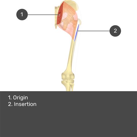 Gluteus Muscles Origin And Insertion