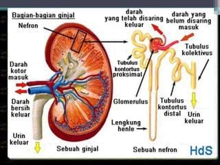 Sistem ekskresi pada manusia | PPT
