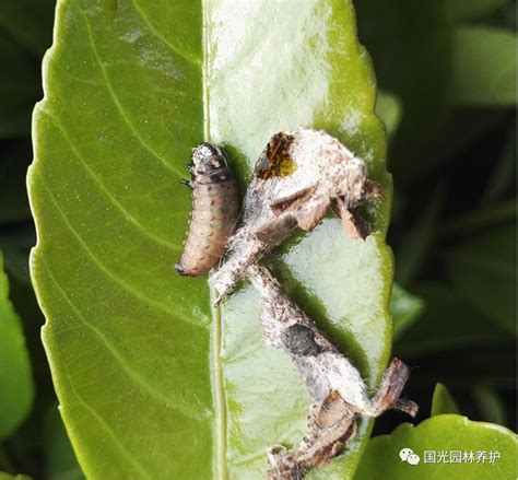 【国光微讲堂】袋蛾的发生规律及防治技术危害