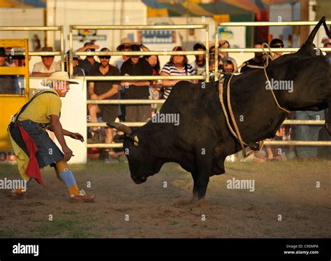 A Rodeo Clown Taunts A Rodeo Bull That Has Thrown Its Rider Stock