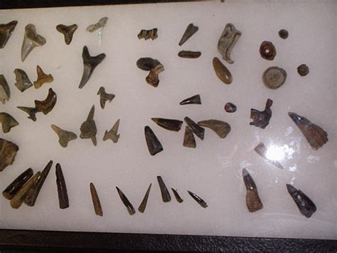 Cretaceous Marine Fossils The Fossil Forum