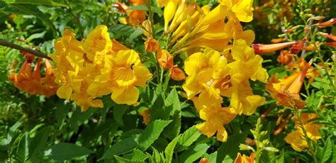 Yellow Tecoma Bootapk