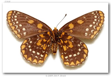 Euphydryas Phaeton Ozarkae Aberrations