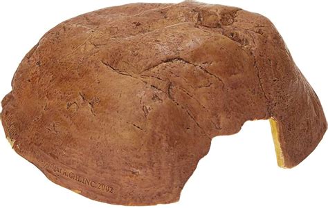 Uk Tortoise Hide