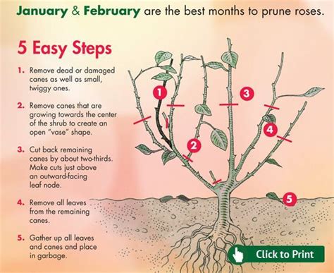 Pruning Roses Diagram Pruning Roses