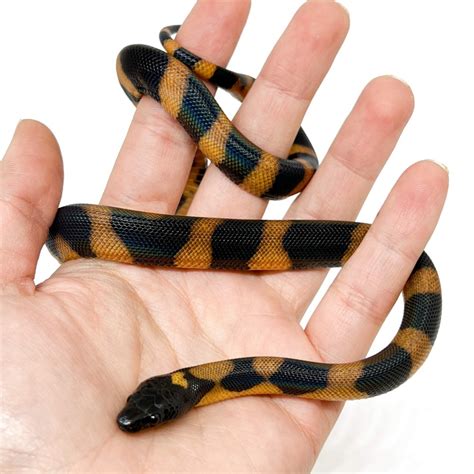 Bothrochilus Boa Python Annelé De Bismarck