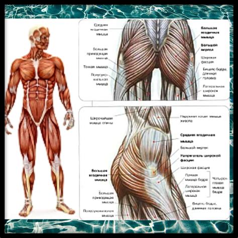 Качай ягодицы зная их анатомию Только мышечная попа Только лучшие упражнения Body кач Дзен