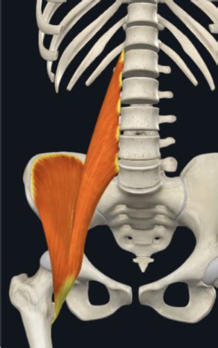 Lab 11 Muscle Locations Flashcards Quizlet