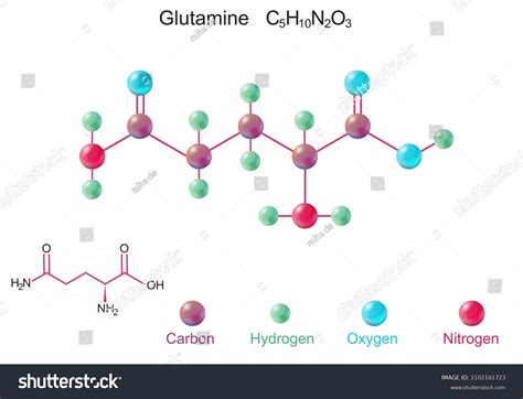 Glutamine Structural Chemical Formula On White Stock Illustration 2102161723 Shutterstock