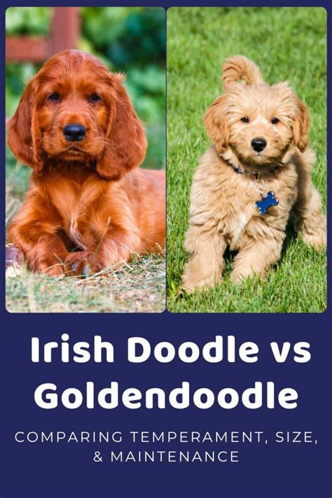 Male Vs Female Goldendoodles Differences And Similarities Doodle Doods