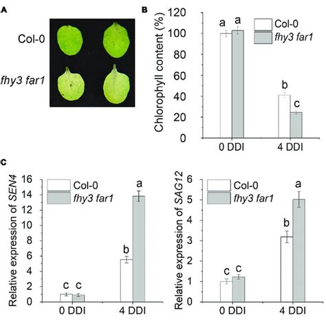 Fhy3 Far1 Negatively Regulates Leaf Senescence Upon Darkness Download Scientific Diagram