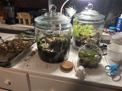 My Two New Terrariums 😁 Rterrariums