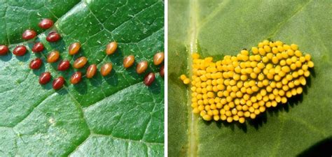 How To Identify Insect Eggs In Garden Detailed Guide 2026