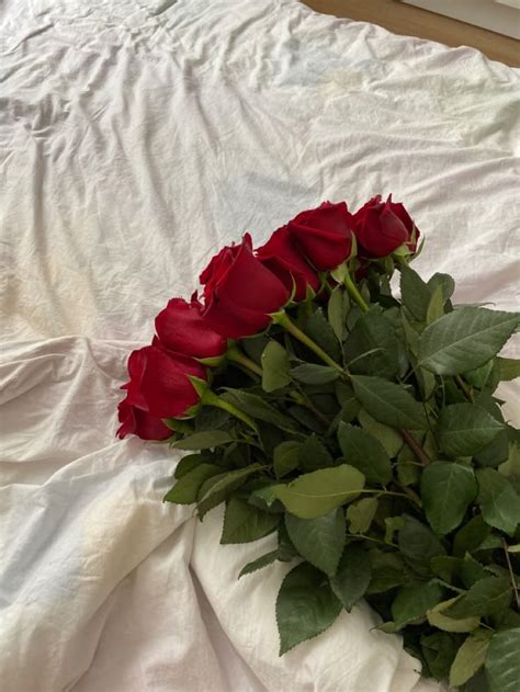 Rose 🌹 Красные розы Розы Красивые цветы