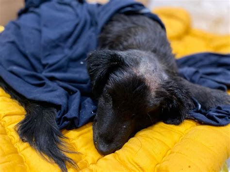 Почина кучето Феликс кое беше претепано крвнички во Момин Поток Сител Телевизија