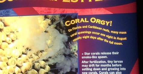 I Went To The Florida Aquarium Today And Learned That Corals Are A
