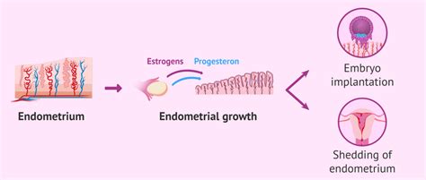 Faq Endometrium Cervix