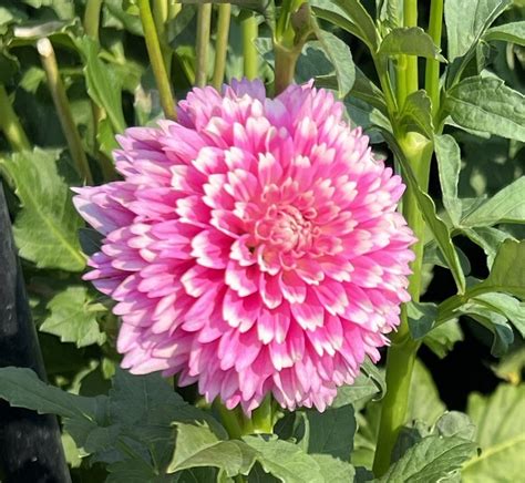 Oreti Adele — The Redwood Alley Farm