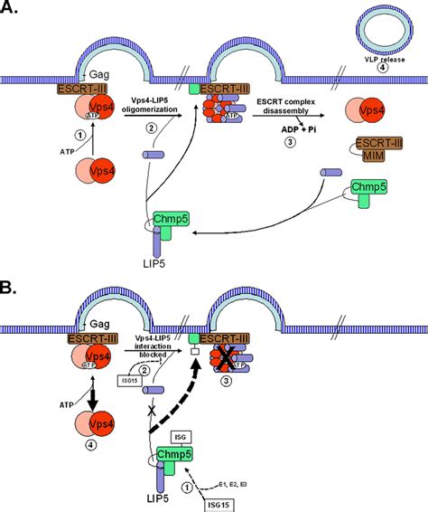 Model Of The Role Of Vps4 In Retrovirus Budding A Vps4 Activity Is Download Scientific