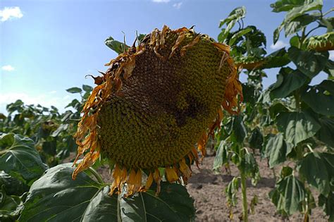 필드 자연 유기 해바라기와 과일 가득 머리 해바라기 재배 분야에 많은 해바라기가 있다 0명에 대한 스톡 사진 및 기타 이미지