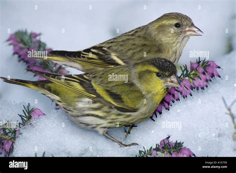 Male And Female Siskin
