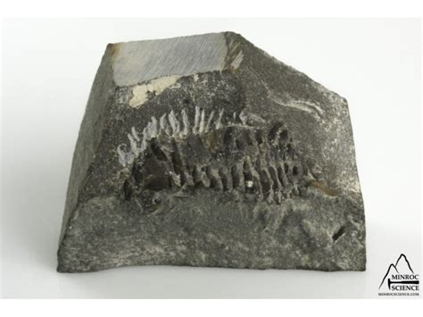 Fossile De Trilobite