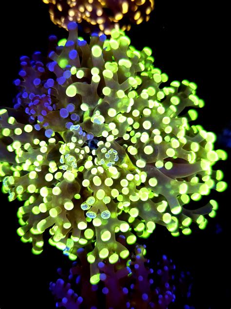 Frogspawn Sbb Corals