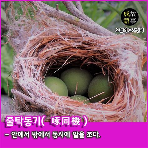 오늘의 고사성어 줄탁동기啐啄同機 안에서 밖에서 동시에 알을 쪼다 지껄일 줄口 8 쪼을 탁口 8 한가지 동口 3 틀 기木 12 글자도 어렵고