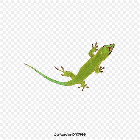 Geico Lizard Png