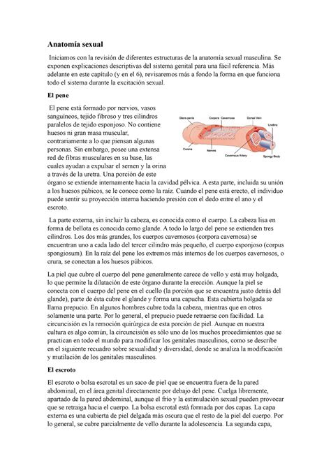 Sexologia medica Anatomía sexual Iniciamos con la revisión de diferentes estructuras de la